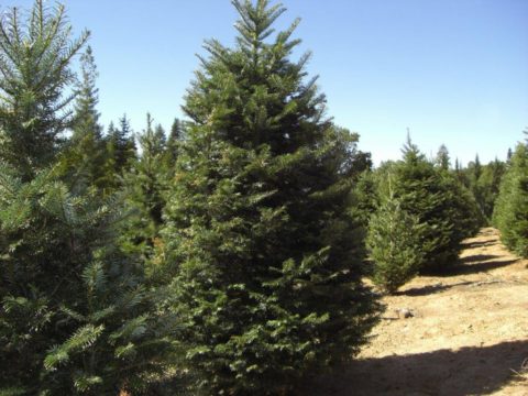Forever Green Tree Farm | St Maries, ID Christmas Trees and Nursery Stock